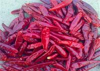 China Stemless AD Dried Birds Eye Chilli 20000SHU Red Chilli Peppers for sale