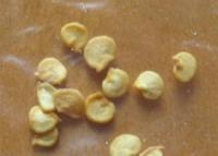 China HACCP Spicy Dried Chilli Seeds 8mm Size 5% Moisture Hot Taste for sale