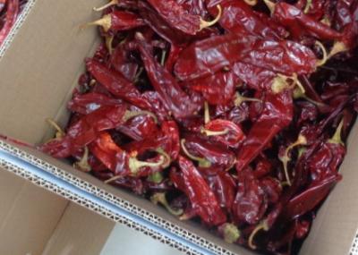 China Red Jinta Chilli 0.3% Max Impurity Strong Pungent Flavor 25KG Packaging for sale