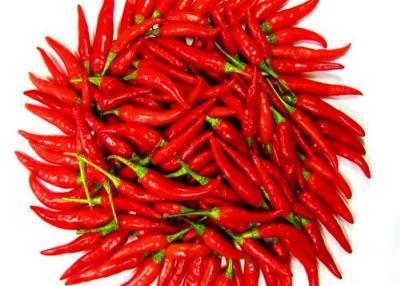 China Single Herbs Spices Dried Red Chilli Peppers with 1%max Impurity for sale