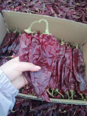 China HACCP Dried Guajillo Chili A Grade Medium Spicy For Marinades for sale