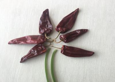 China 800shu Yidu Chili With Strong Pungent Chilli Flavor And Iron Nutrition for sale