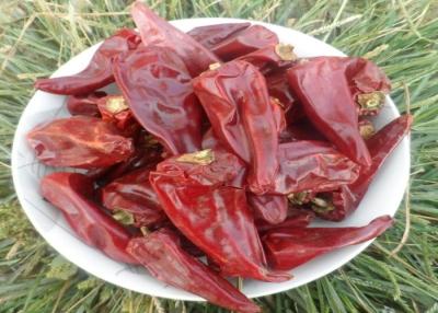 China HACCP 200g Yidu Chili Ingredients 7 - 15cm Pungent Chilli Flavor for sale