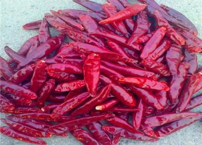 China Stemless 7CM Dried Tianjin Tien Tsin Chile Peppers Chinese Neihuang for sale