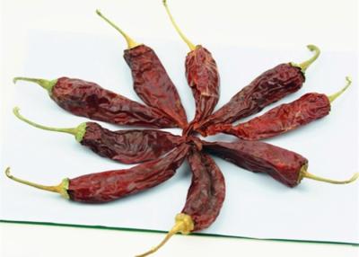 China Red Jinta Chilli Pepper Fruity Smoky Aroma 8%-12% Moisture  10-15cm for sale