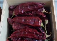China 10 - 15cm Dried Guajillo Chili 50BLS For Mouthwatering Stews for sale