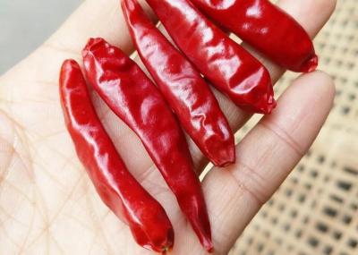 China Stemless Cut Hot Chilli For Hot Pot/Sichuan Cuisine Moisture 14% Max for sale