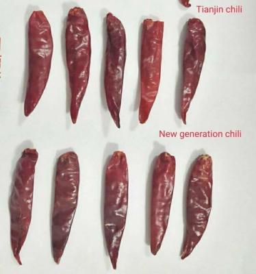 China 20,000 SHU Dried Chaotian / Sanying Chilli For Cuisine Cooking for sale