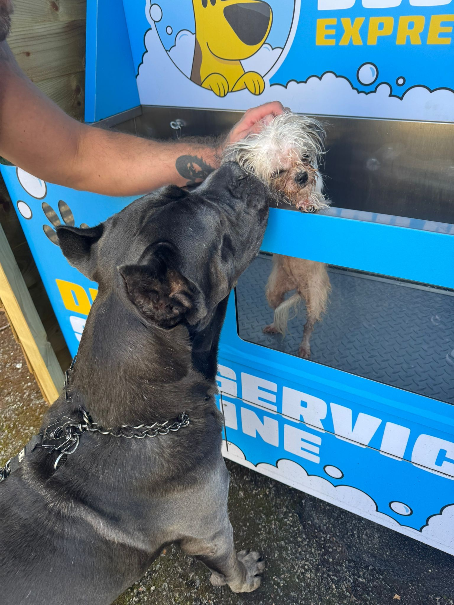 there is a dog in the self washing dog machine