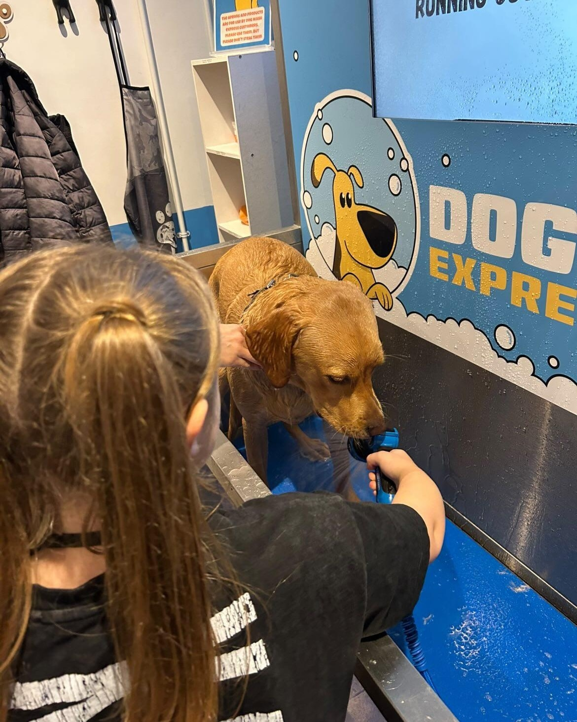 dog wash machine