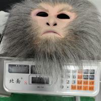 China Customizable Latex Movie Masks for Marketing Campaigns and Themed Parties - One Size Fits Most for sale