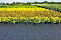 China Water management weeb control pavement preservation courtyard beautify anti insect anti mold seedbed protection vegetati for sale