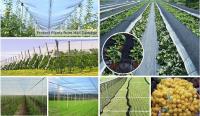 China agriculture in 40g with customizable sizes,100% virgin hdpe anti hail net, Hail Protection Net for Agriculture, Made in for sale