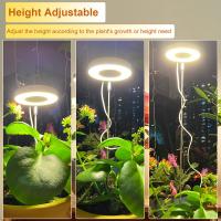China Sunshine Desk Grow Light 8 Hours Grow Lights For Indoor Plants for sale