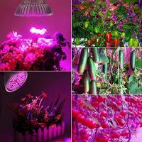 China E27 100w Led Grow Light Full Spectrum Lamp Bulb For Veg Flower for sale