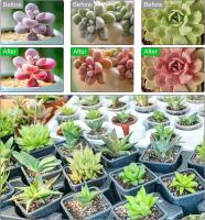 China Flexible Goose Neck 30w Grow Light Indoor With Auto Timer for sale