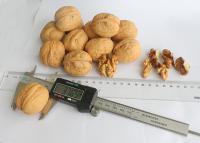 China Sinkiang Walnuts in shell for sale