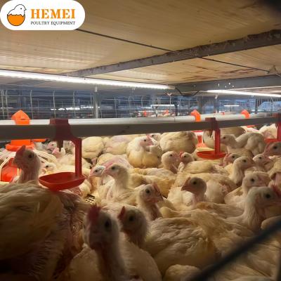 China Floor-To-Cage Conversion Broiler Chicken Cage for sale