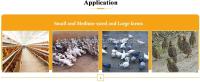 China 11 Rubber Sticks Poultry Killing Machinery Chicken Scalding and Defeathering Equipment for sale