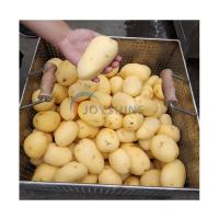 China Large Capacity Brush Type Cassava Carrot Fresh Ginger Automatic Potato Peelers for sale