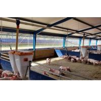China prefabricated cattle/sheep/pig shed with H-beam or light steel trusses. Anti-corrosion, insulated steel structure, energy-saving, eco-friendly, professional design, customizable. for sale