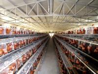 China Multi-Species Livestock Housing: Galvanized Steel Buildings for Broiler, Pig, Sheep and Cow Operations for sale
