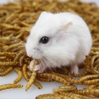 China Dried Mealworms Insects for Sale High Protein and Nutritious for sale
