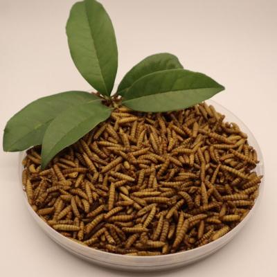 China Black Crispy Dry Fly Larvae Meal Cool Dry Storage Low Fat for sale
