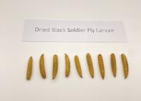 China Low Fat Dried Black Soldier Fly - 3-5cm with High Nutritional Value for sale