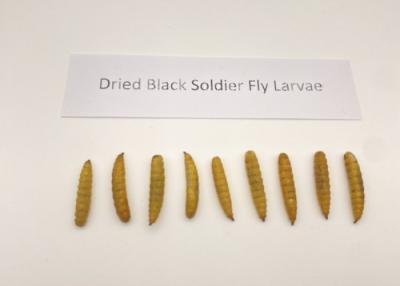 China Brown Black Soldier Fly Powder with Nutrients High Fat Origin for sale