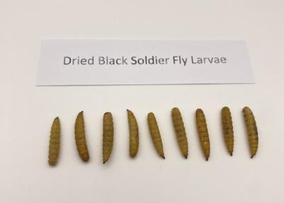 China Low Fat Nutritional Value Dried Black Soldier Fly - Yellow 1 Year Shelf Life for sale