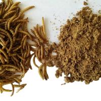 China High Protein Dried Mealworm Powder Bird Fish Food With Defensis Nutrition for sale
