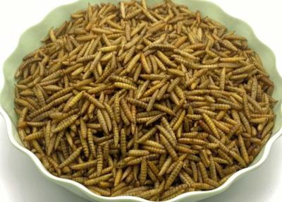China Insect Dried Black Soldier Fly Larvae High Protein Low Fat for sale