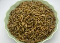 China Low Fat Black Soldier Fly Larvae For Hedgehogs 3cm-5cm for sale