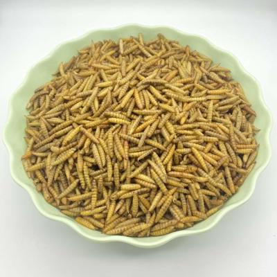 China Dry Crispy Texture Freeze Dried Black Soldier Fly Larvae 3-5cm for sale