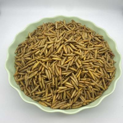 China Dried Black Soldier Fly Protein Rich in Essential Amino Acids for sale