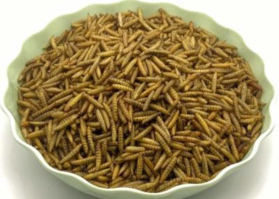 China Origin Dried Black Soldier Fly - Insect with 1 Year Shelf Life for sale
