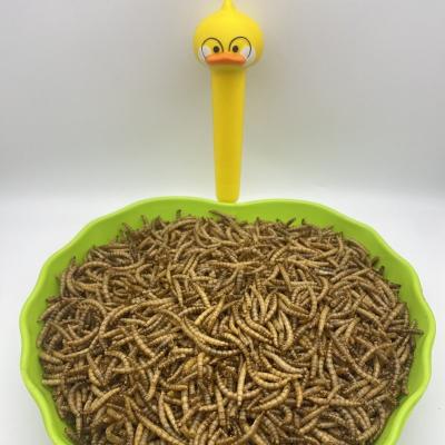China Insects Ingredients Dried Mealworms For Fishing Pet Feed Additives for sale