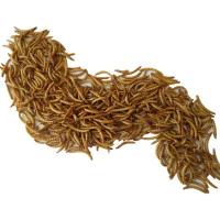 China 1 Year Shelf Life Pet Feed Additives Dried Mealworms For Koi for sale