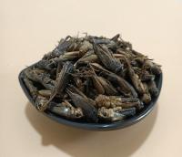 China Origin Dry Insect - Enriched with High Protein Nutrition for sale
