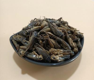 China Origin Dry Insect - Enriched with High Protein Nutrition for sale