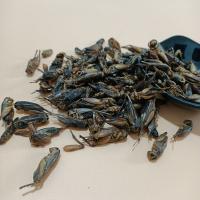 China Authentic Chinese Delicacy Dried Crickets Taste Crispy for sale