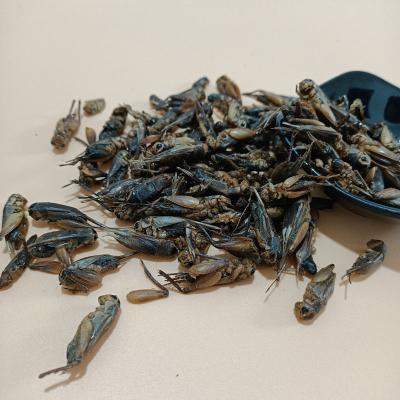China Authentic Chinese Delicacy Dried Crickets Taste Crispy for sale
