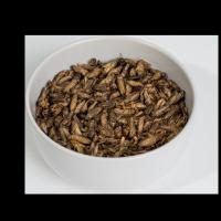 China Stocked Dried Crickets with High Protein - 100% Natural Ingredient for sale