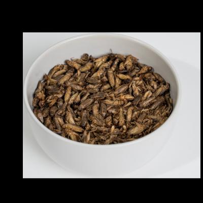 China Stocked Dried Crickets with High Protein - 100% Natural Ingredient for sale