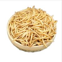 China FDA GMP+ Natural Dried Mealworms Fish Food Chickens Birds for sale