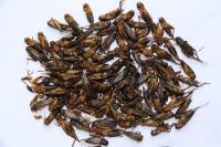 China Insects High Protein Dried Crickets Snack for Snack for sale