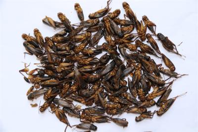 China Insects High Protein Dried Crickets Snack for Snack for sale