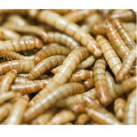 China Sino Crown Bulk Dried Mealworms for sale