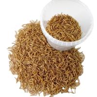 China Dried Mealworms Insects for Sale High Protein and Nutritious for sale